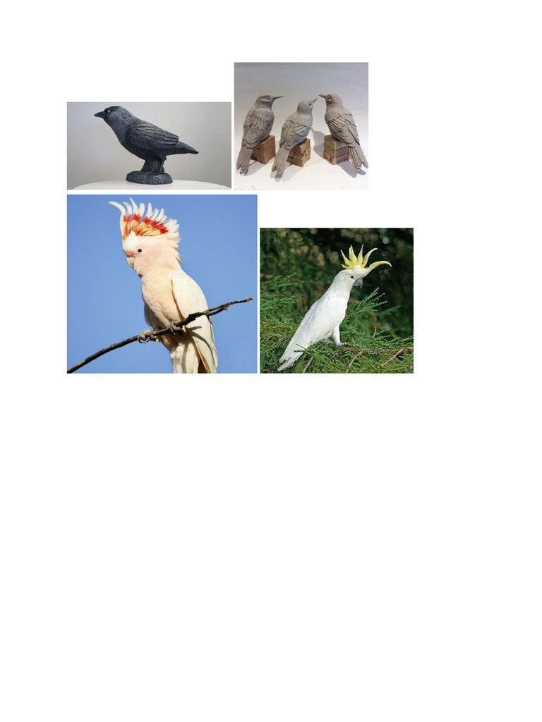 Birds | PDF
