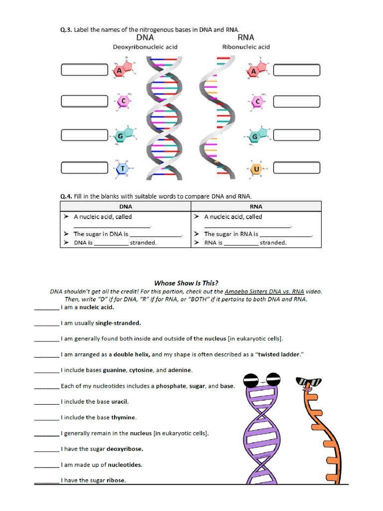 Entry Ticket - Recap of DNA vs. RNA | PDF