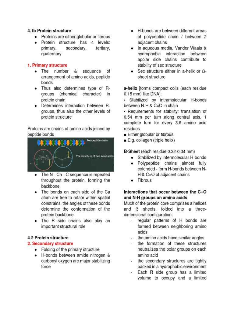 Updated Protein Structure | PDF | Protein Structure | Alpha Helix