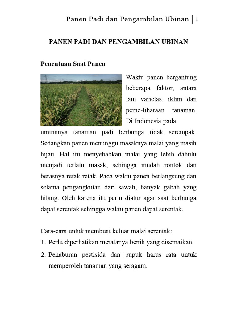 Teknik Panen Padi dan Pengubinan Efektif | PDF