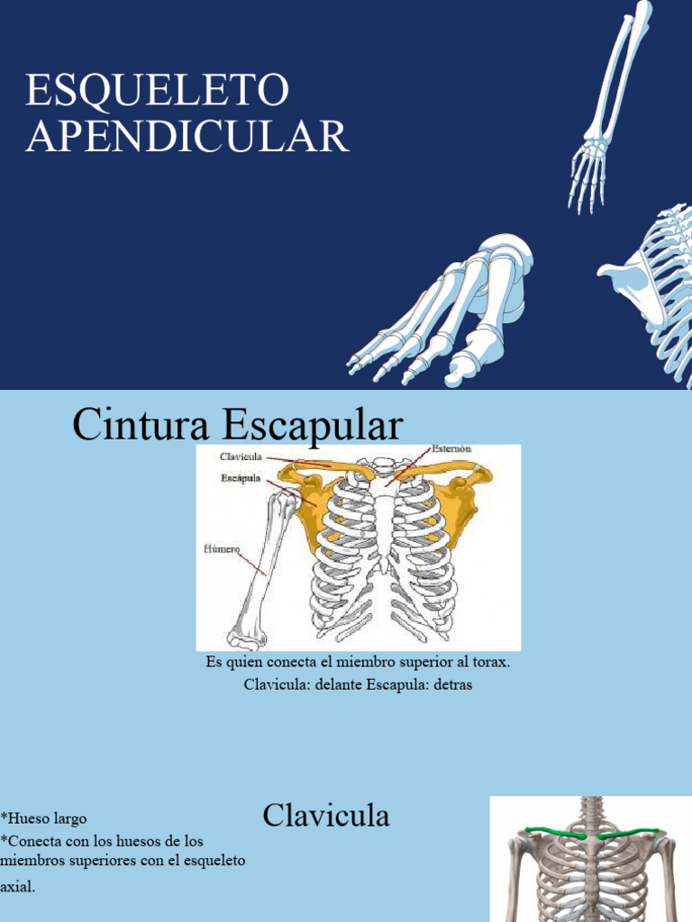 Esqueleto Apendicular - PDF 2 | PDF | Mano | Extremidades (anatomía)