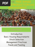 Native Chicken Production in The Philippines | PDF | Chicken | Poultry