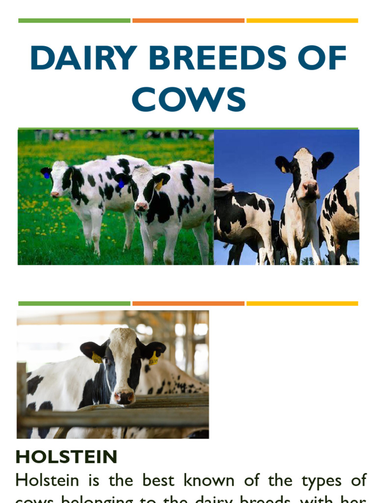 Module 2 - Dairy Breed of Cows | PDF | Dairy Cattle | Cattle