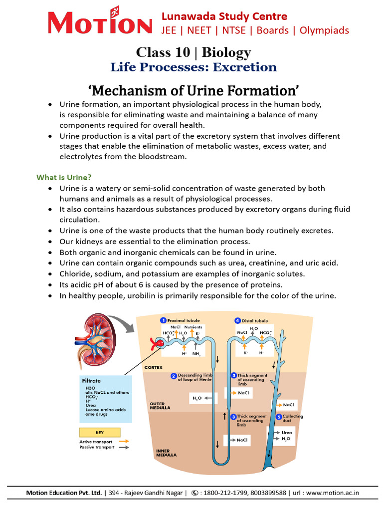 Urine Formation Mechanism Explained | PDF | Kidney | Urinary System