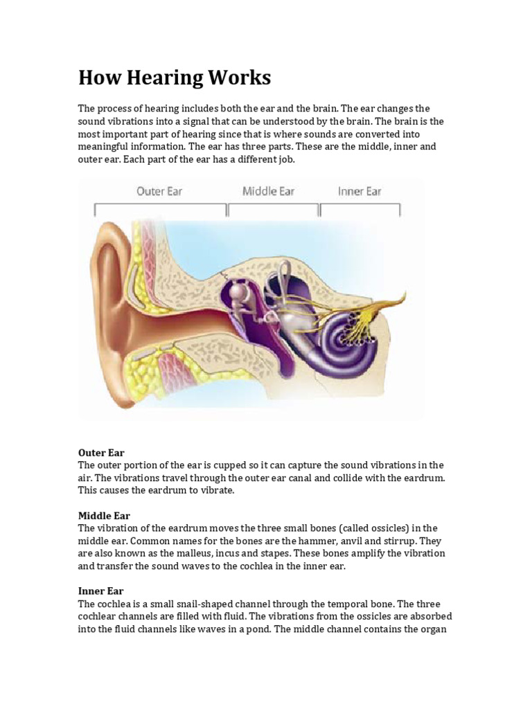 How Hearing Works | PDF