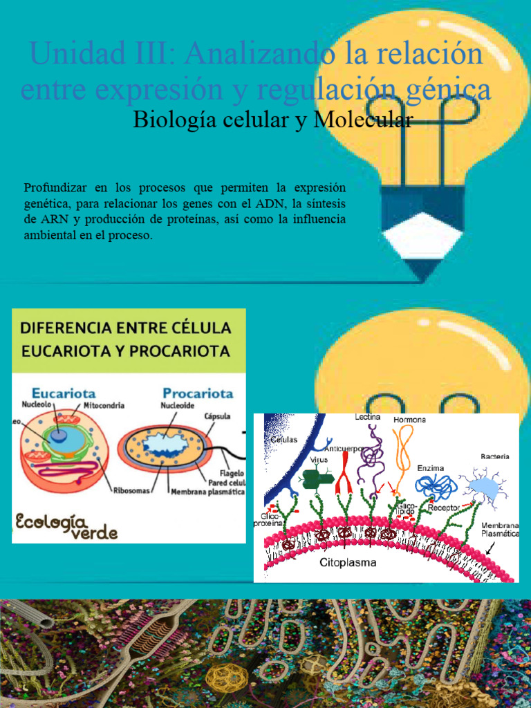 CLASE 1 Unidad 3 Bio Celular y Molecular, Descubrimiento Del ADN 2024 | PDF | Adn ...