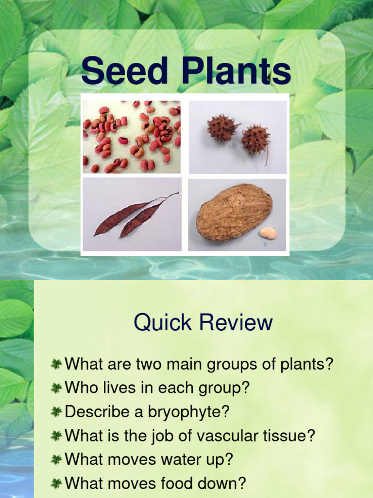 Seed Plant Notes | PDF