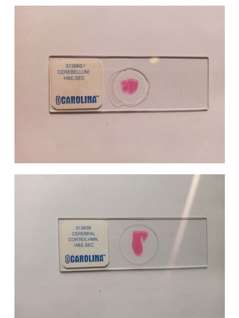 Histology Slides From Outside | PDF