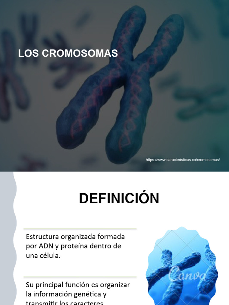 Los Cromosomas | PDF | Mitosis | Mitosis