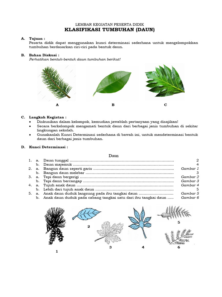 LKPD 10.2.2.2 - Klasifikasi Tumbuhan (Daun) | PDF
