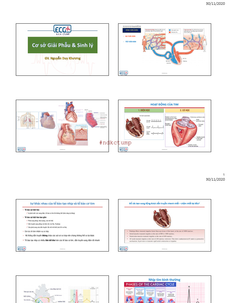 2.SINH LY-GIAI PHAU-update | PDF