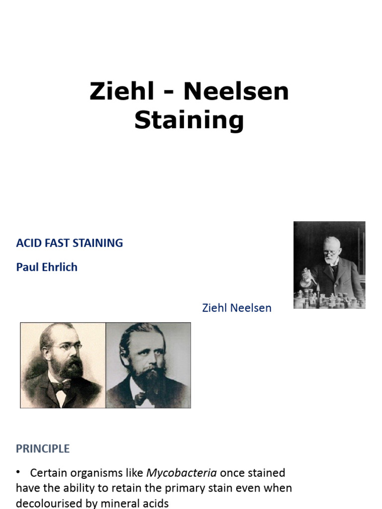 ZN Staining 1 | PDF | Mycobacterium | Staining