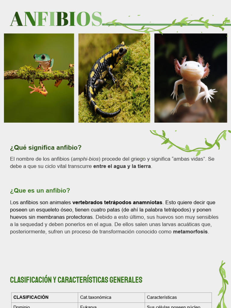 Anfibios | PDF | Anfibio | Sistema circulatorio
