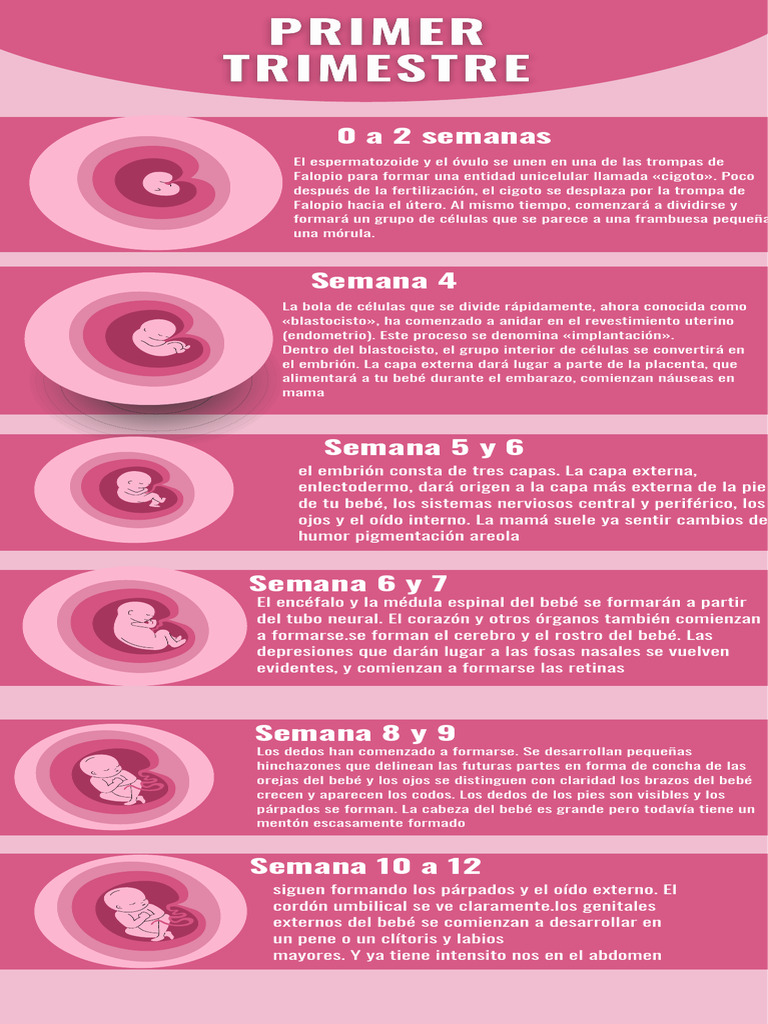 Cambios Maternos y Fetales en Embarazo PDF | PDF | Feto | Embrión