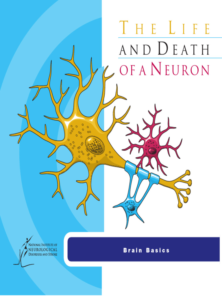 Brain Basics NEURON | PDF | Neuron | Brain