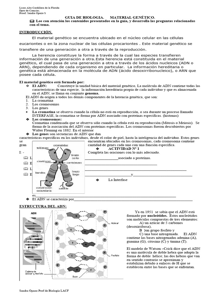 Guía de Biología: Material Genético | PDF | Adn | Cromosoma