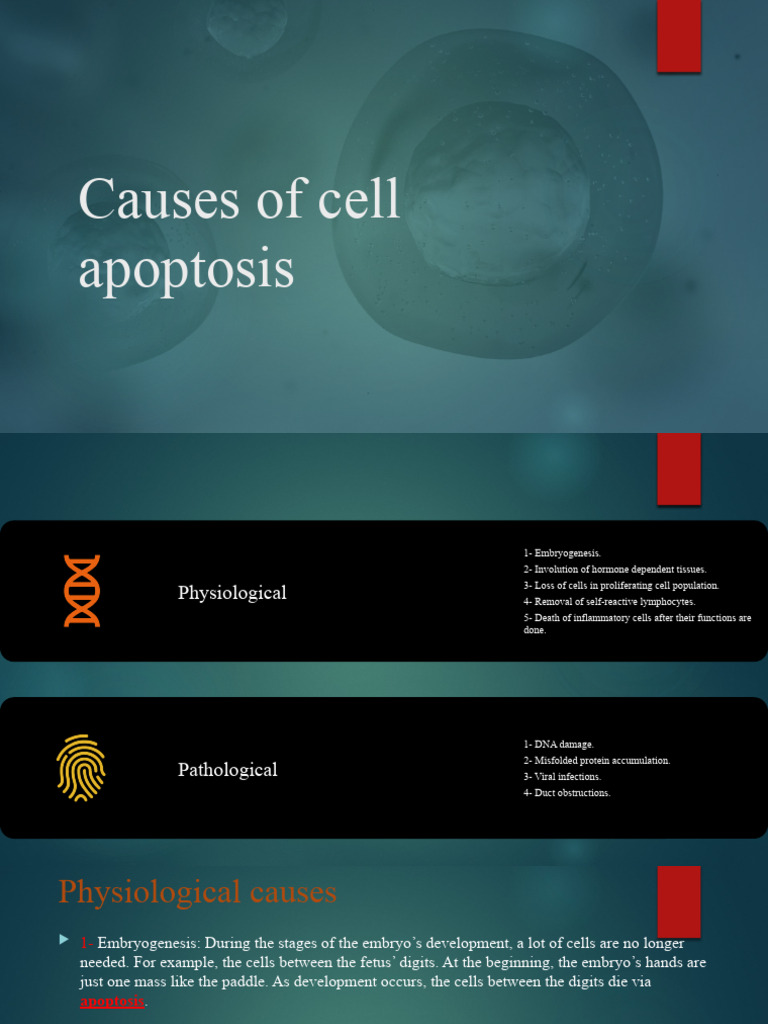 Causes of Cell Apoptosis | PDF | Apoptosis | Lymphocyte