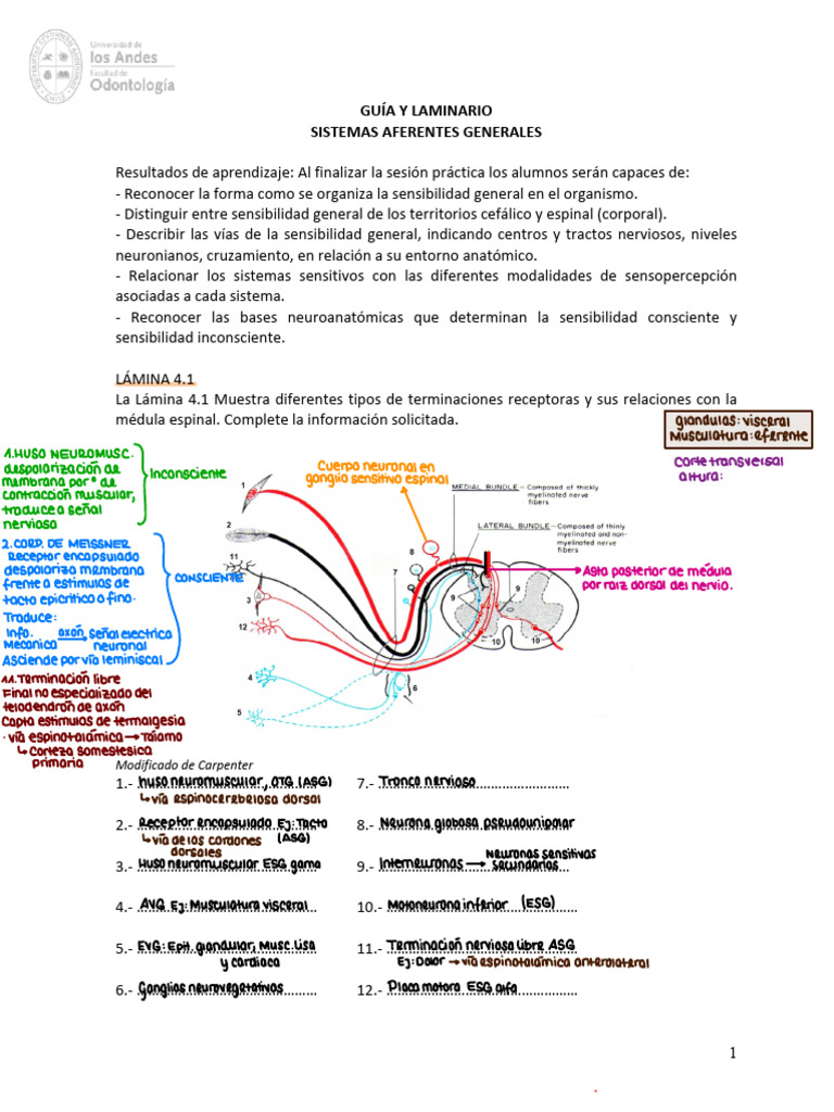 Laminario Somestesia | PDF | Cerebelo | Neuroanatomía