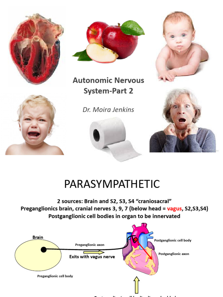 Autonomic Nervous System Overview | PDF | Autonomic Nervous System ...