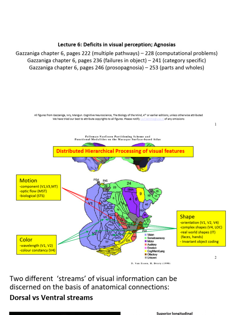 Lecture 6, Deficits in Visual Perception, Agnosias | PDF | Visual Cortex | Visual System