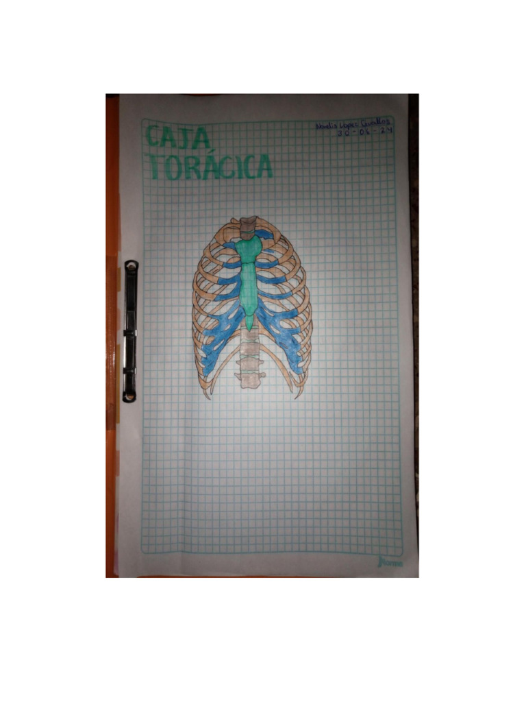 Anatomía 1 | PDF