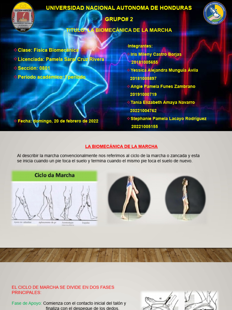 Biomecánica de la Marcha | PDF | Rodilla | Ingeniería mecánica