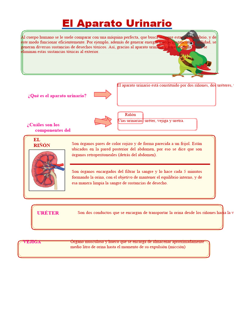 El Aparato Urinario para Quinto de Primaria | PDF | Sistema urinario | Riñón