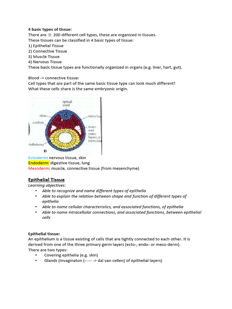 Summary Histology First Year Bms 2020 | PDF | Epithelium | Tissue (Biology)