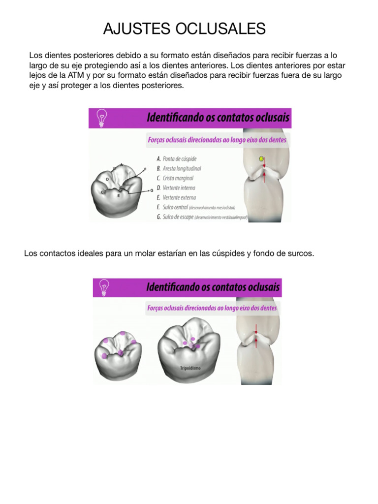 Ajustes Oclusales en Dientes Posteriores | PDF | Diente