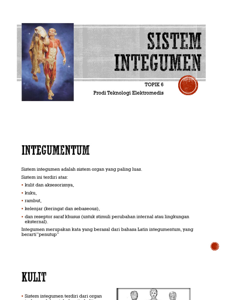 Sistem Integumen | PDF