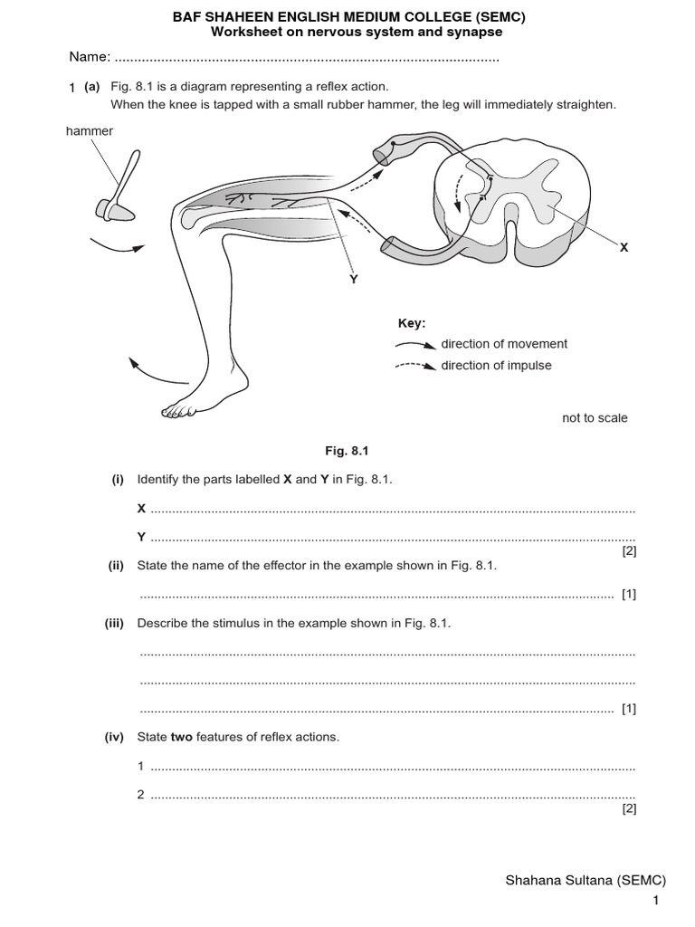 Worksheet Nervous System and Synapse | PDF | Nervous System | Neuron
