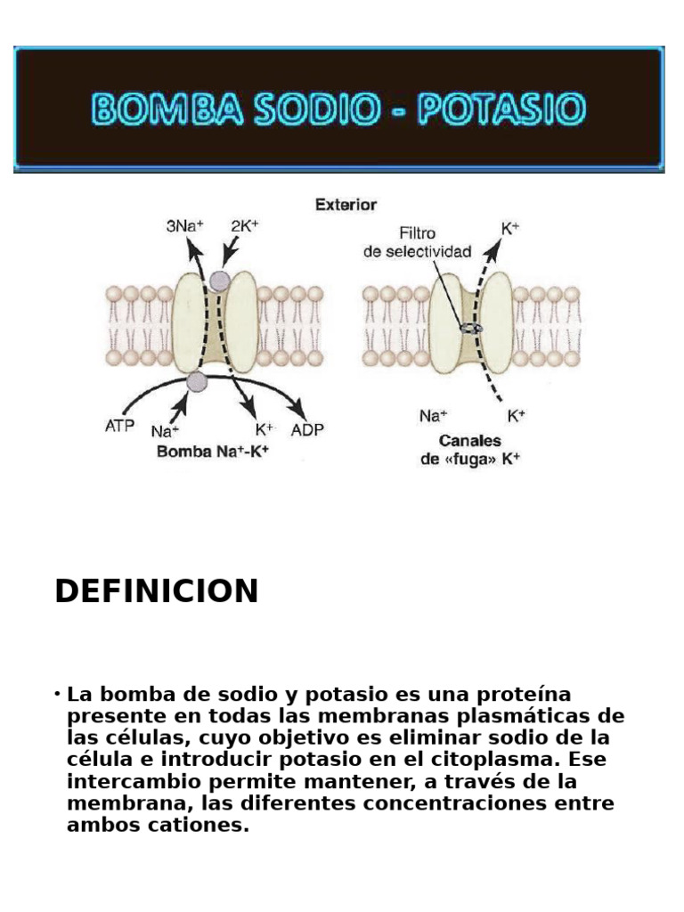 Bomba de Sodio y Potasio | PDF | Biofísica | Biomoléculas