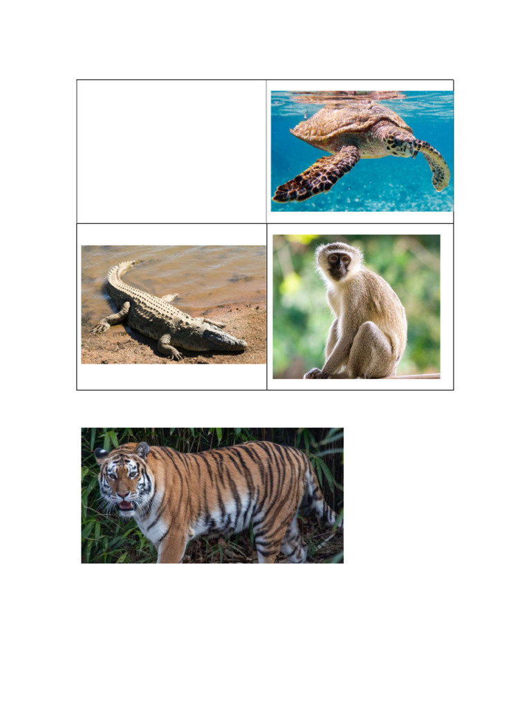 Animals Pdf