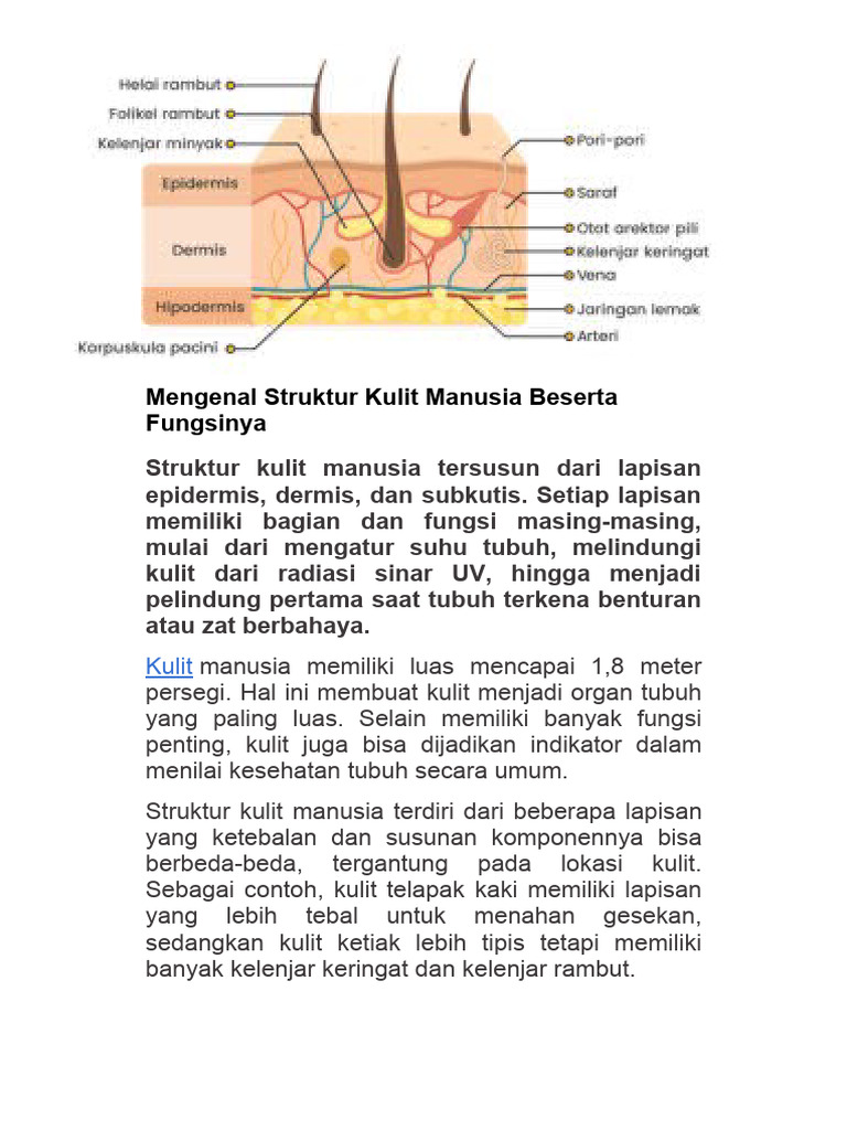 Mengenal Struktur Kulit Manusia Beserta Fungsinya | PDF