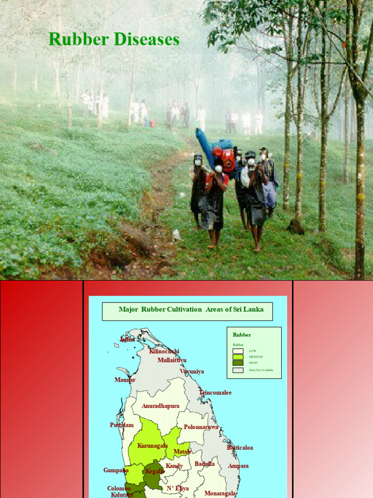 Diseases of Rubber | PDF | Organisms | Fungus