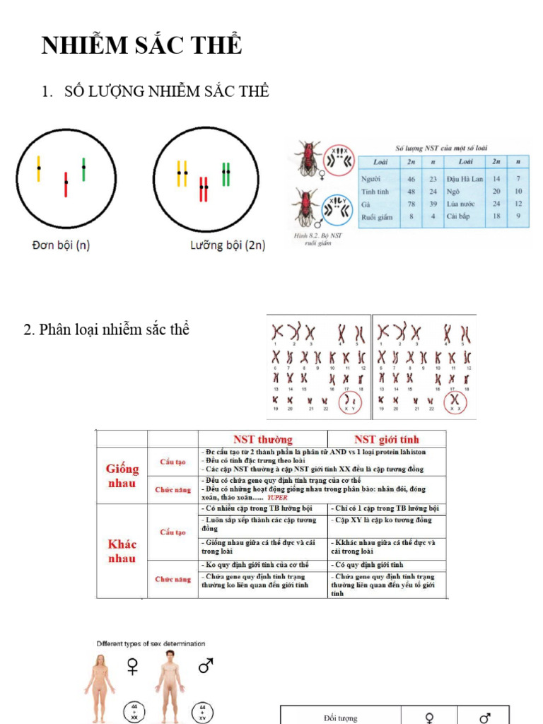 NHIỄM SẮC THỂ- ĐỘT BIẾN NST | PDF