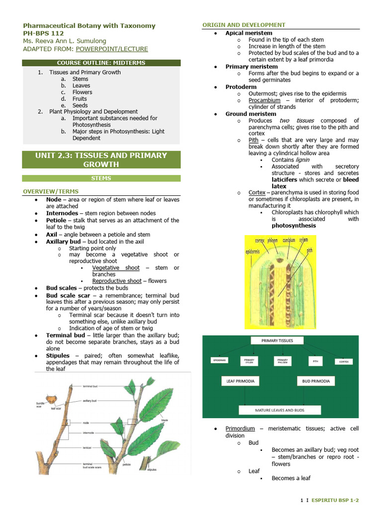 Pharmaceutical Botany With Taxonomy | PDF | Leaf | Plant Stem