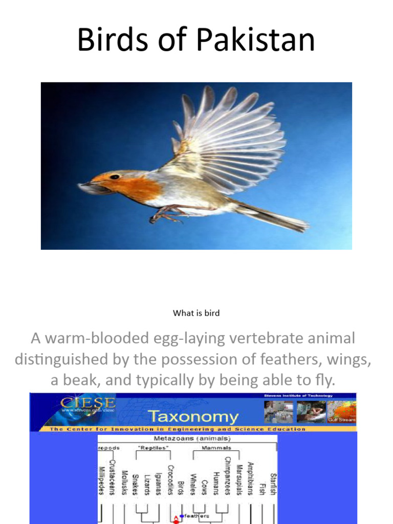 Bird Species Diversity in Pakistan | PDF | Bird Migration | Birds