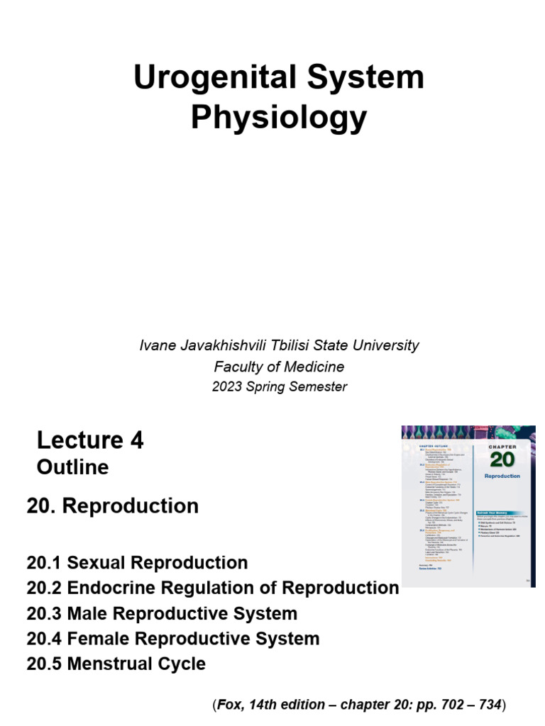 Physiology Urogenital System Lecture 4 Pdf Luteinizing Hormone
