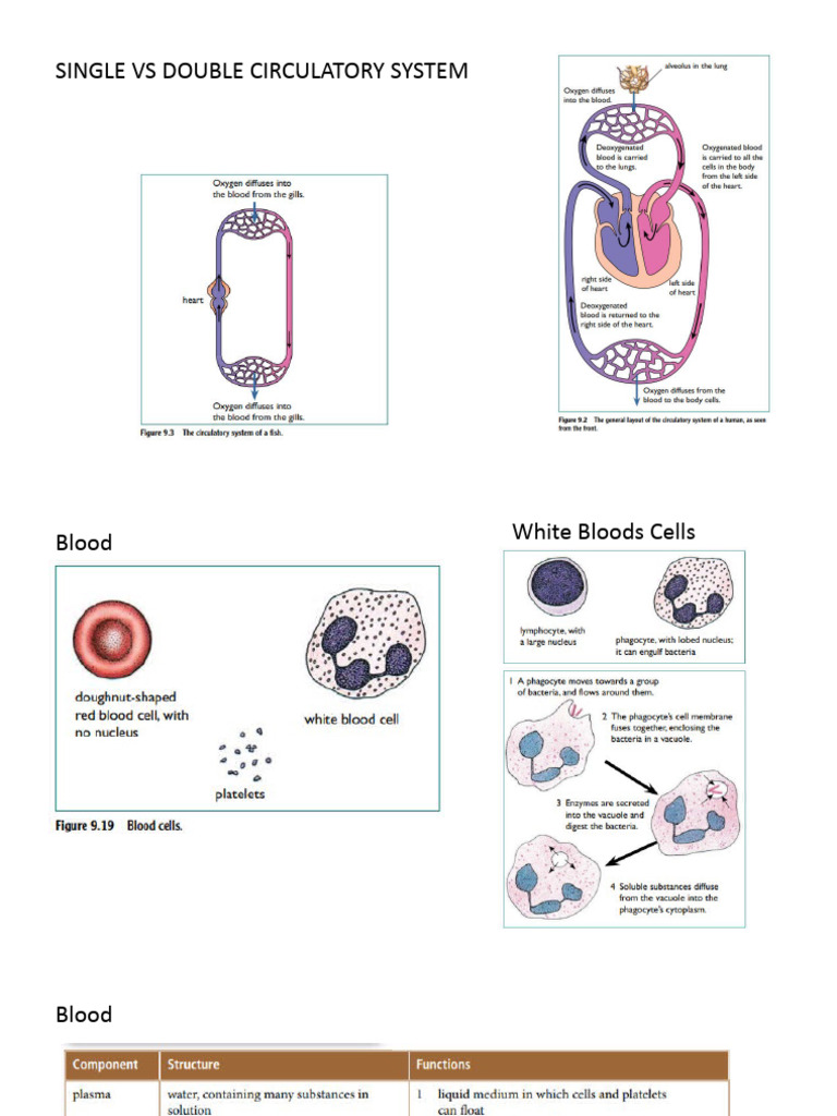 Circulatory System | PDF