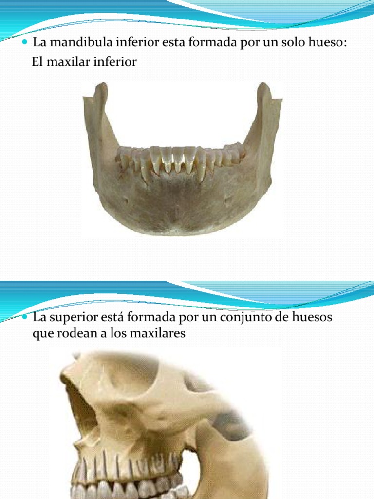 La Mandibula Inferior Esta Formada Por Un Solo Hueso: El Maxilar ...