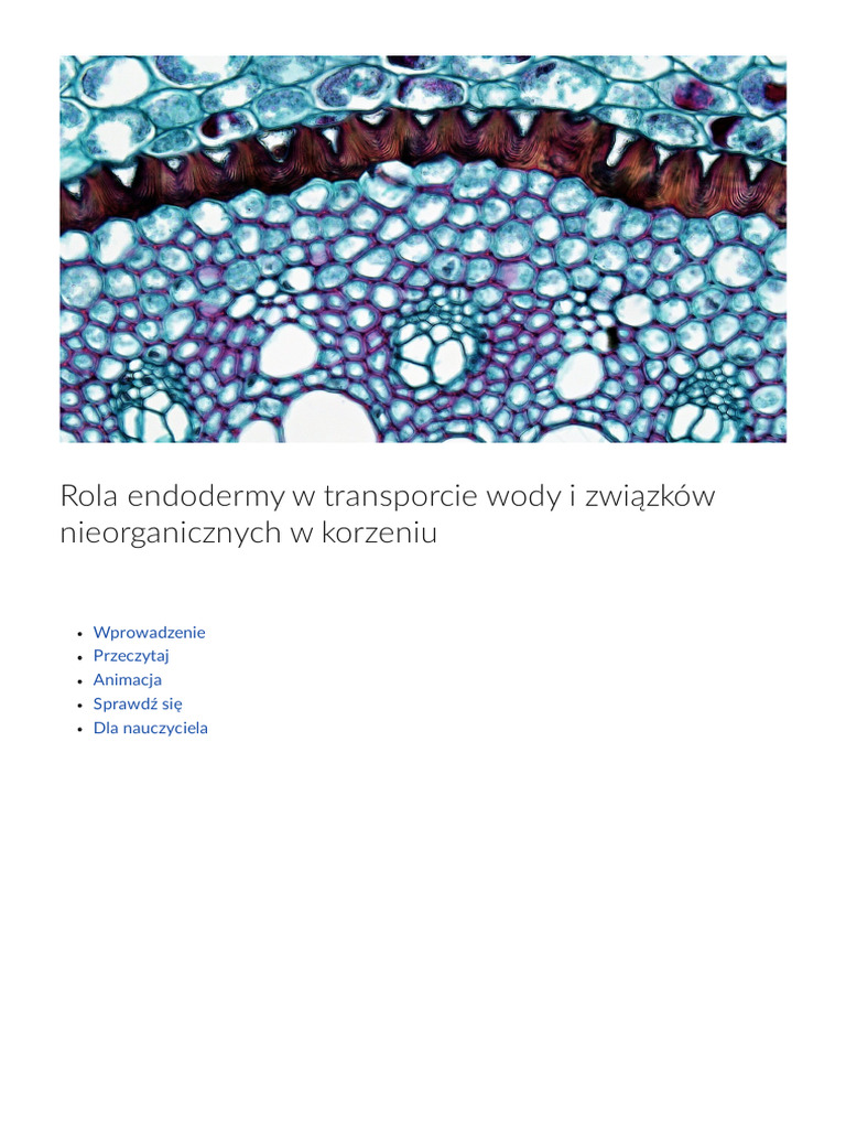 Rola Endodermy | PDF