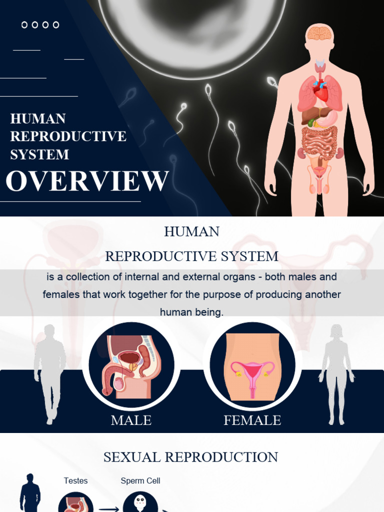 Human Reporductive - Male | PDF | Reproductive System | Testicle