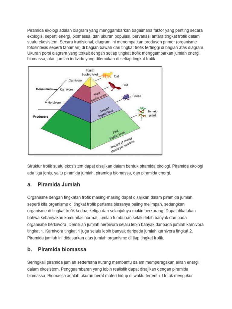 Piramida Ekologi | PDF