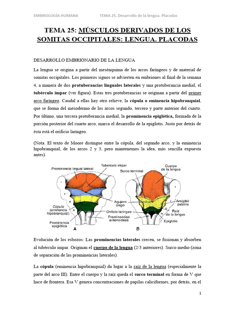 Desarrollo de la lengua y placodas | PDF | Lengua | Anatomía
