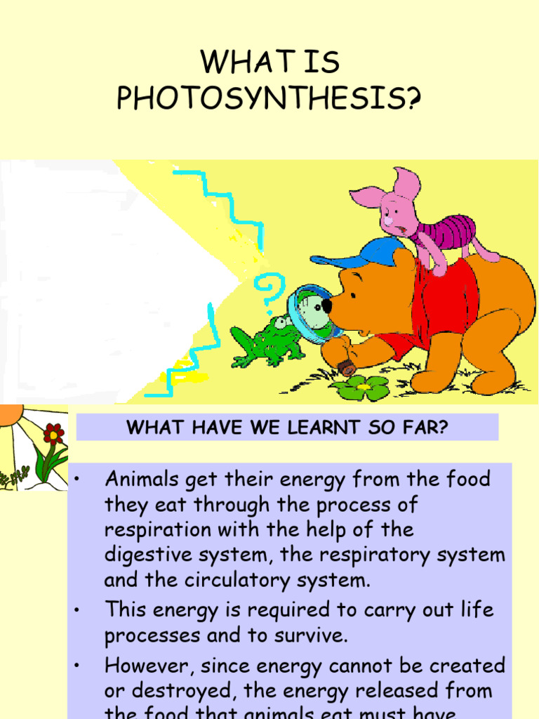 Introduction To Photosynthesis (09012005) | PDF | Photosynthesis | Leaf