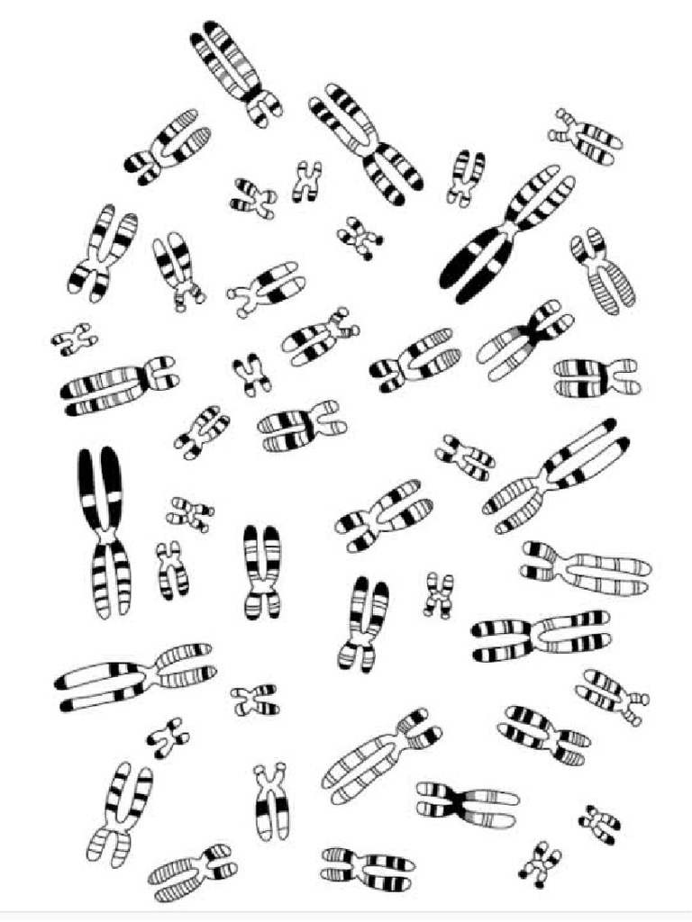 CARIOTIPO | PDF | Cariotipo | Cromosoma