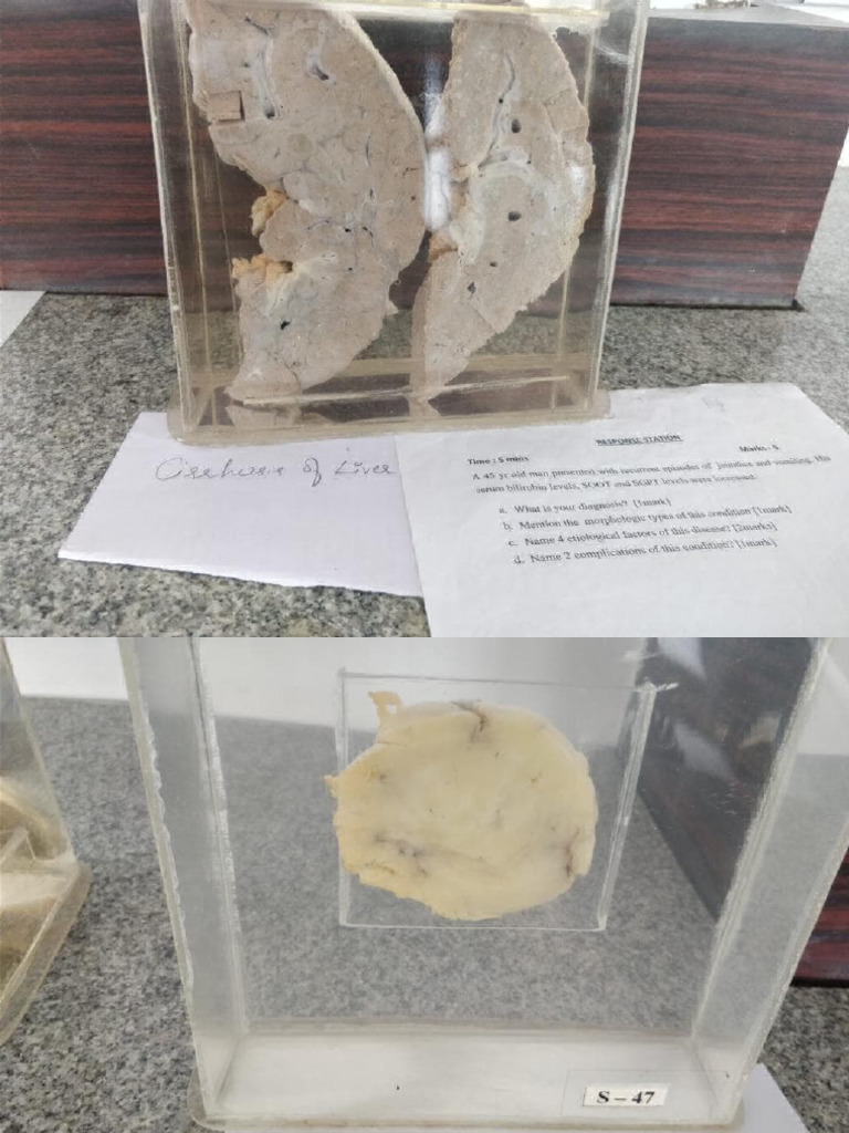 Specimen With Ans | PDF