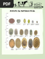 Técnica McMaster en Parasitología Veterinaria | PDF | Agua | Química