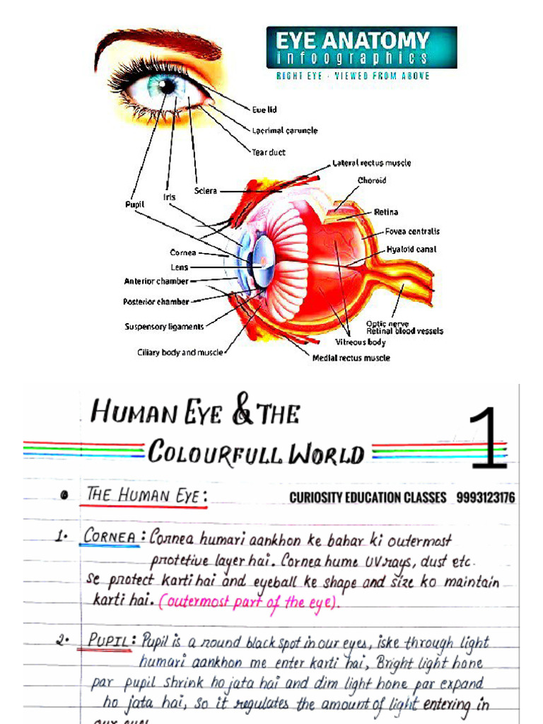 Curiosity Human Eye &colourful World Class 10th | PDF